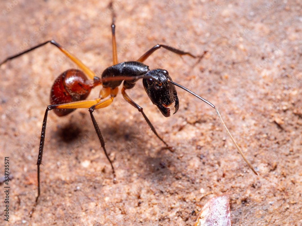 Giant Forest Ant - Camponotus gigas is one of the largest spieces of ...