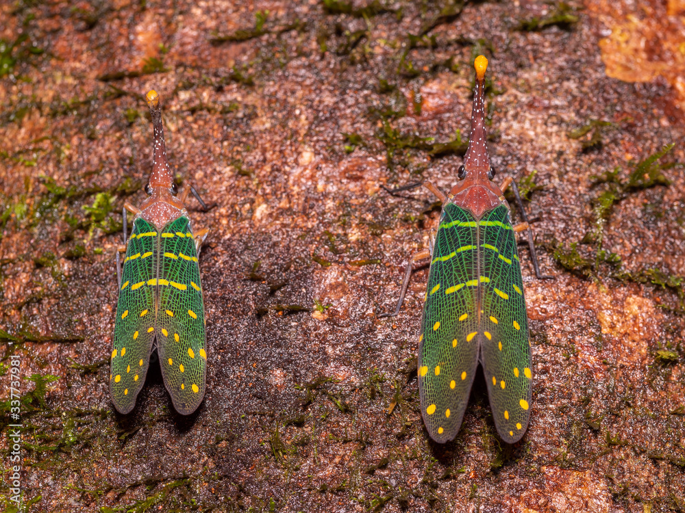 Lantern bugs (Pyrops intricata) in Gunung Mulu, Borneo, Malaysia Stock ...
