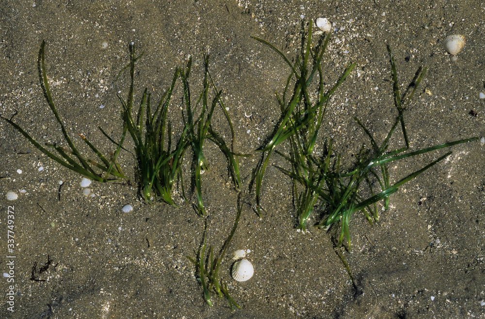 Algue verte, Enteromorpha compressa, Ulva compressa Stock Photo | Adobe ...