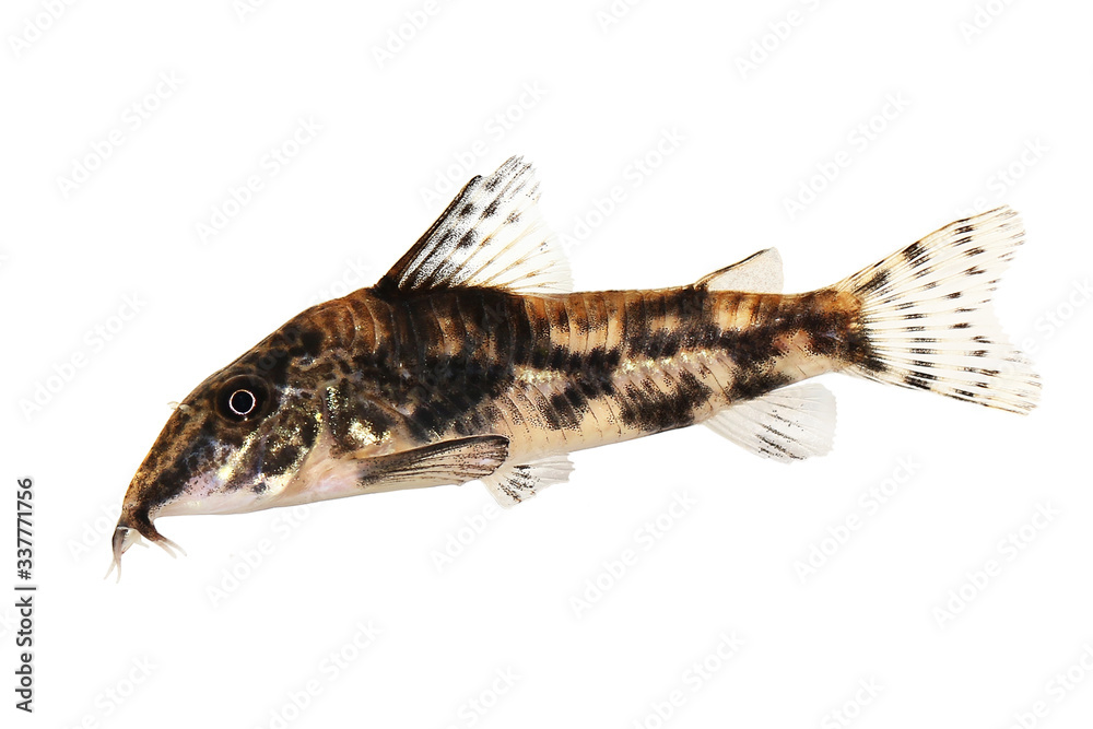 Catfish banded corydoras or bearded catfish Aquarium Fish Corydoras ...