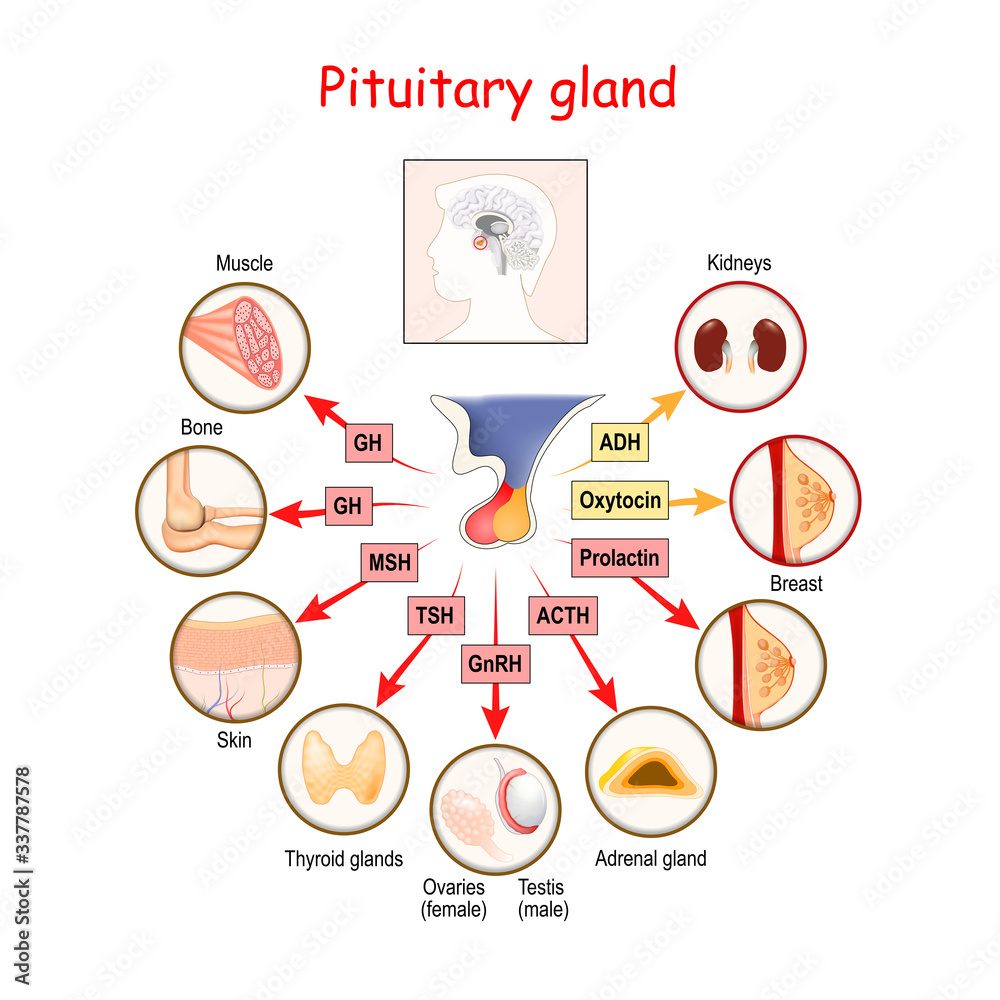 hormones of pituitary gland Stock Vector | Adobe Stock