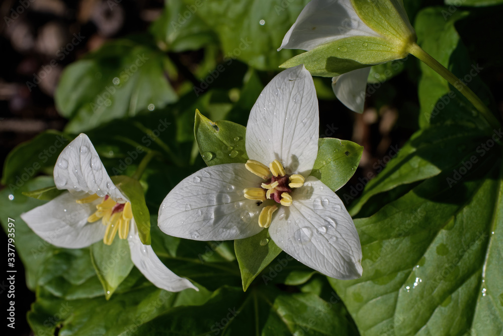 Trillium flowers in the early Spring. It is a genus of perennial ...