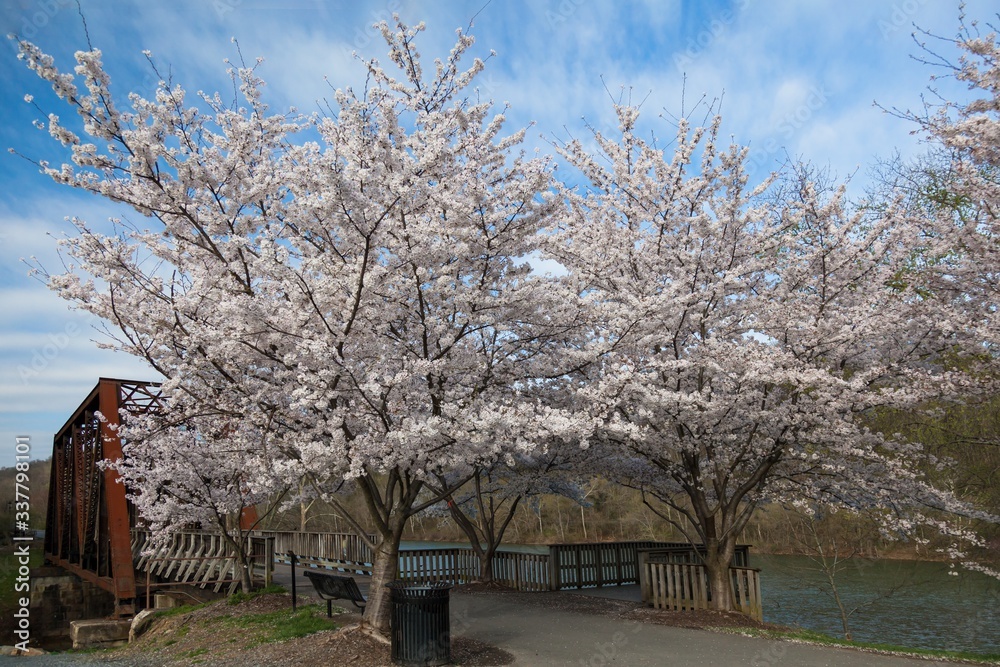 Cherry trees in full spring bloom at Hazel Ruby McQuain Park in ...