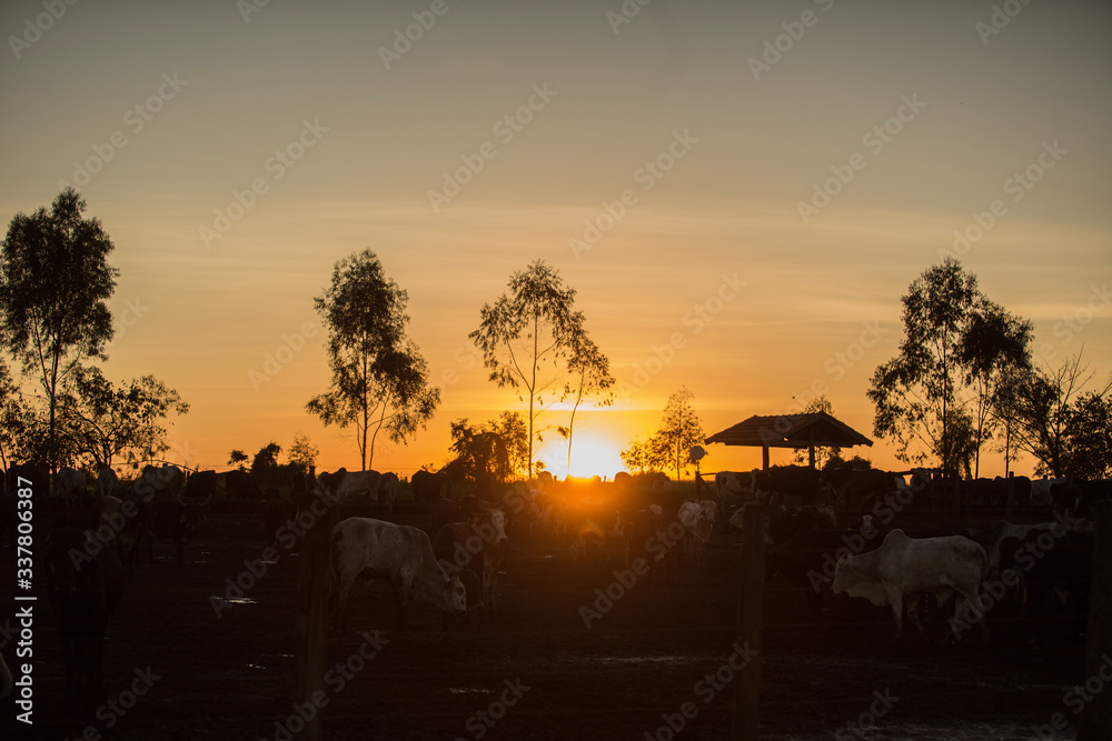 sunset, sunrise, farm, field, fazenda, amanhecer, por do sol, arvore ...