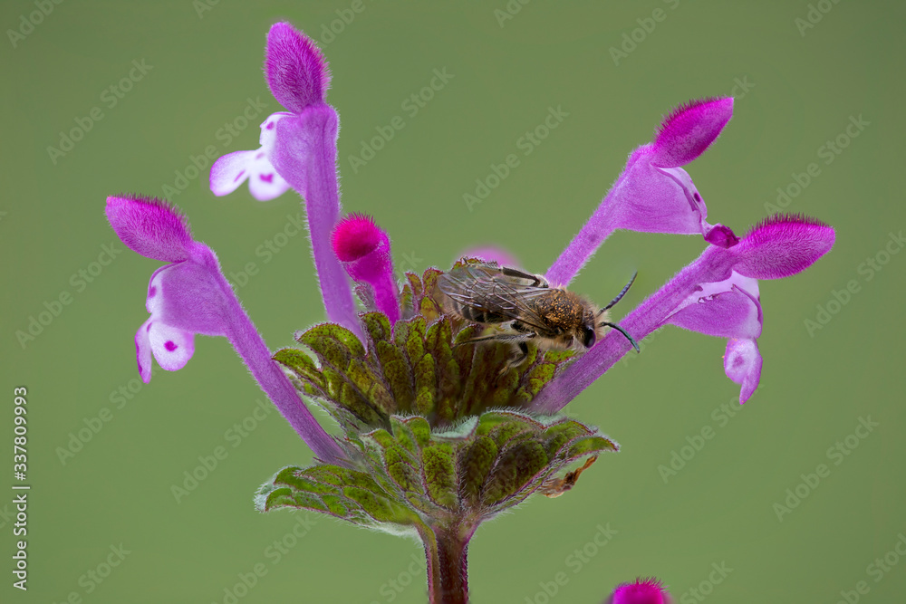 Foto de Lamium amplexicaule, henbit dead-nettle, common henbit, or ...