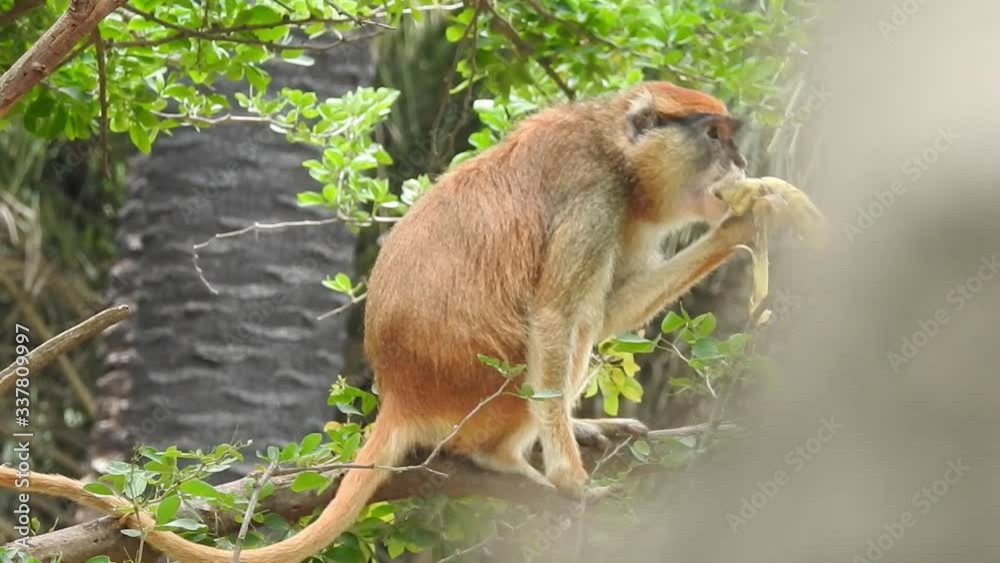 A shocked looking Proboscis Monkey in the mangrove forests of ...