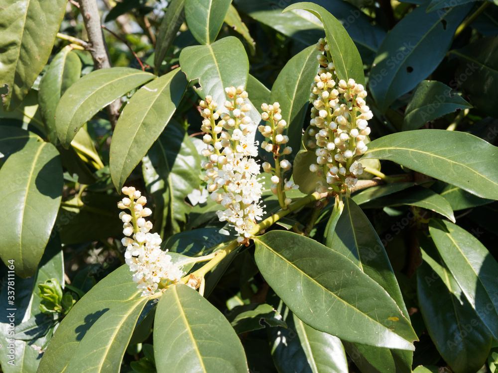 Prunus laurocerasus | Lorbeerkirsche oder Kirschlorbeer. Blütenstände ...