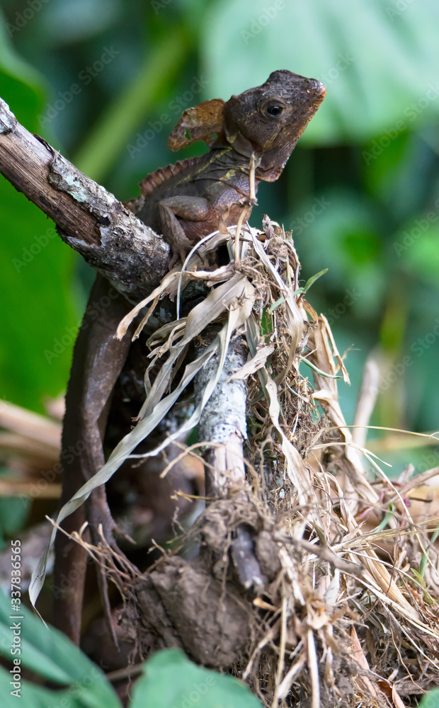 Jesus Christ Lizard with head cocked to the side on knot of dried grass ...