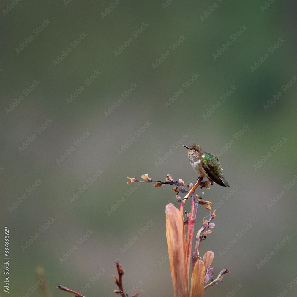Female Volcano Hummingbird crouches on narrow tiny with beak slightly ...