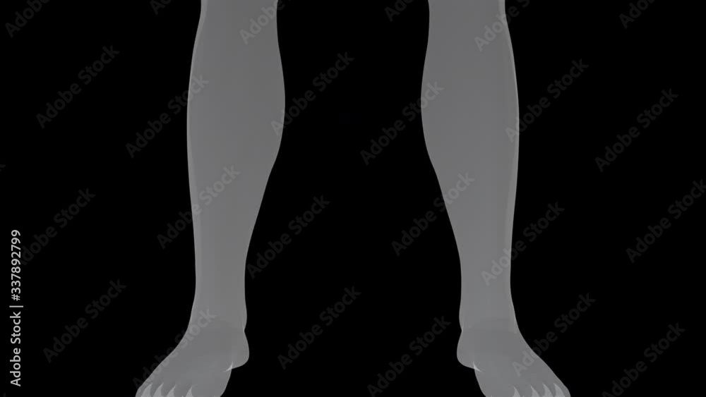 Model of the human body from head to toe, computer generated. 3d ...