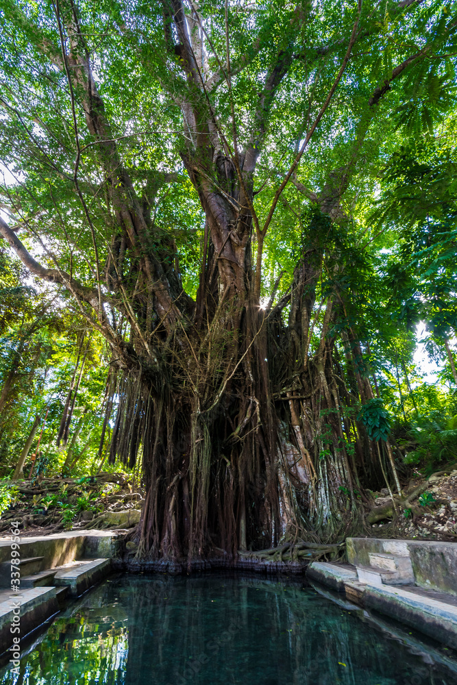 Century old Balete tree in Siquijor Stock Photo | Adobe Stock