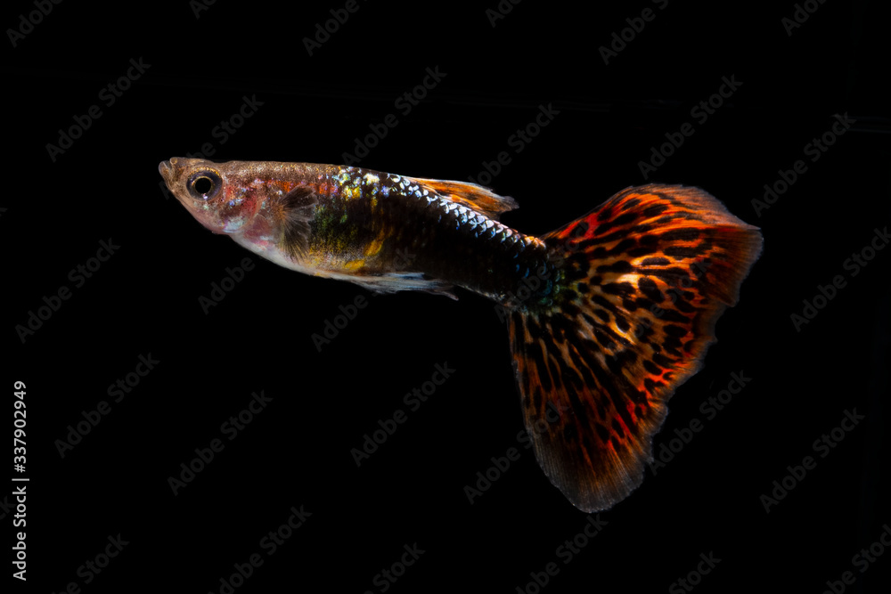 Guppy2 Stock Photo | Adobe Stock