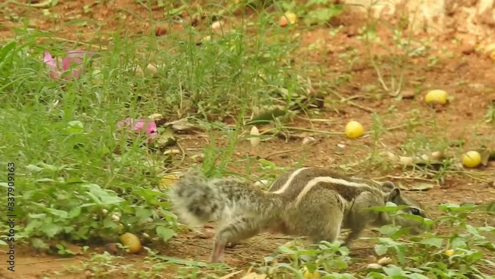 Funny squirrel sleeping and searching for food in forest, Isolated ...