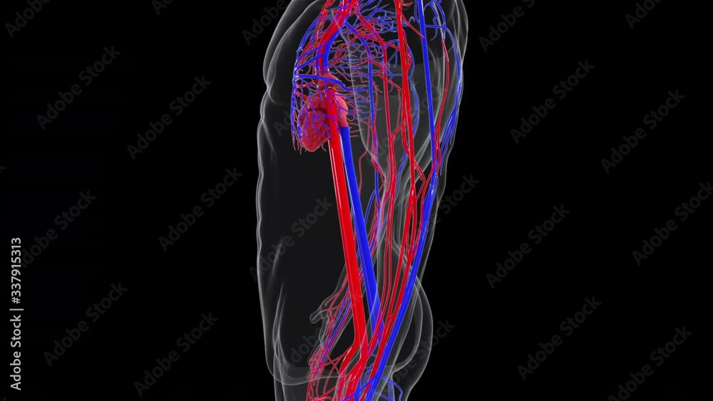 Rotating model of the human circulatory system from head to toe. 3d ...