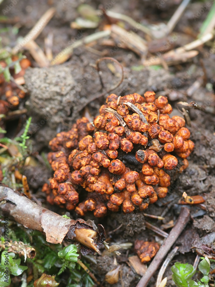 Alder tree root nodules form a symbiosis with nitrogen-fixing bacteria ...