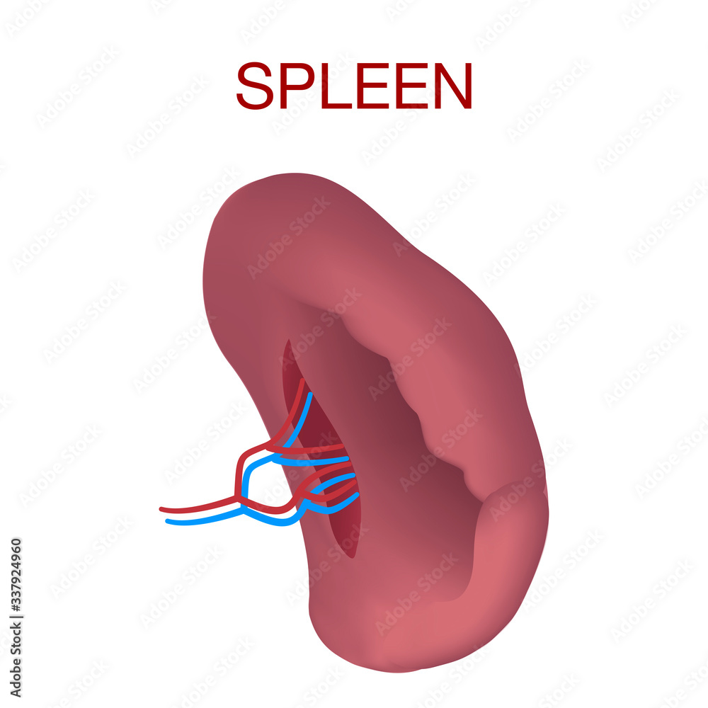 Spleen mockup for web design isolated on white background.Realistic ...