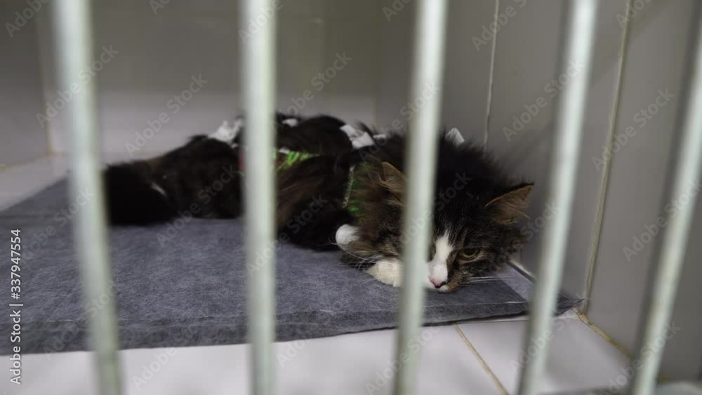 The cat is lying in a cage after the operation. Cat in the shelter in a ...