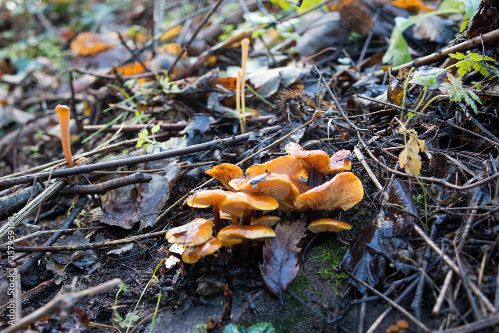 Flammulina velutipes, known as enokitake, winter mushrooms or winter ...