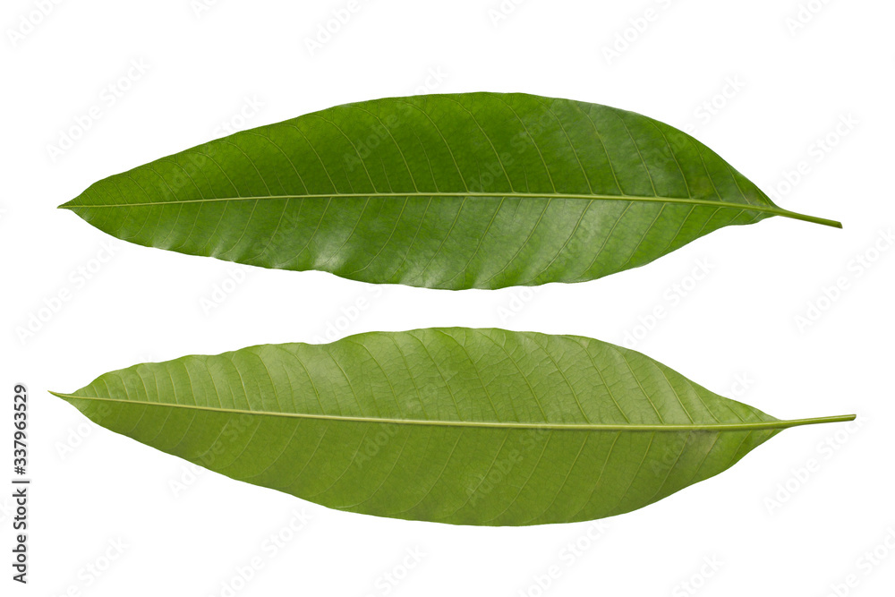 Mango Tree Leaves
