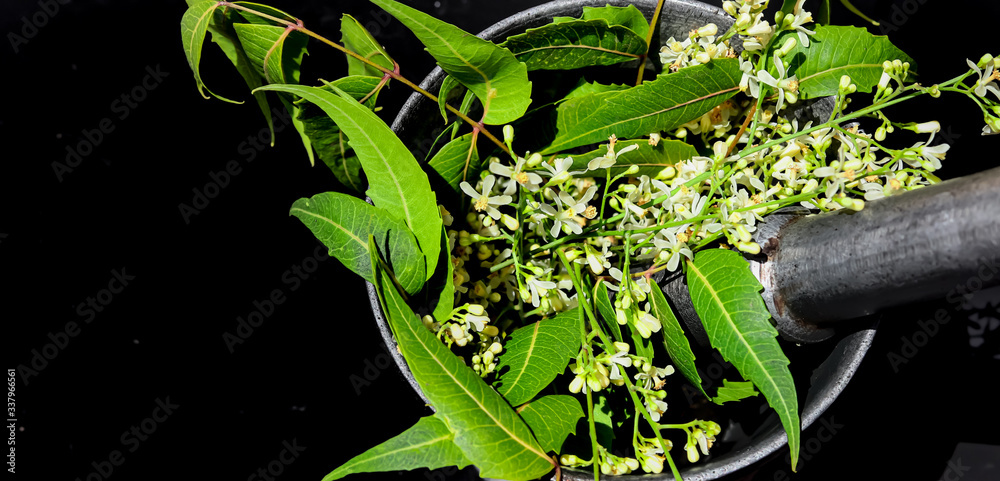 mortar in neem leaves and flowers close up view, nim - neem, Medicinal ...