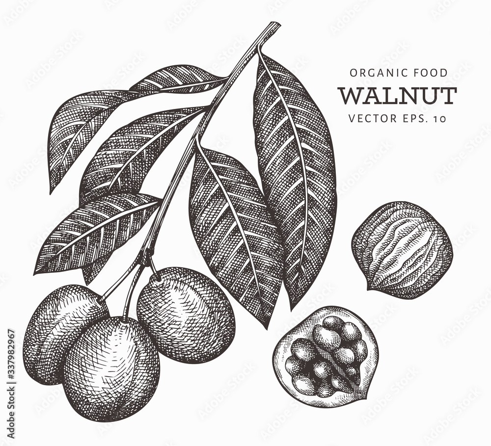 Hand drawn sketch walnut branch. Organic food vector illustration ...