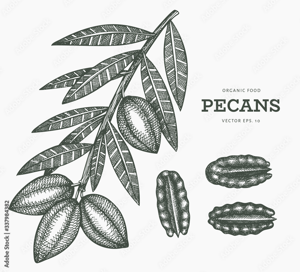 Hand drawn sketch pecan branch and kernels. Organic food vector ...