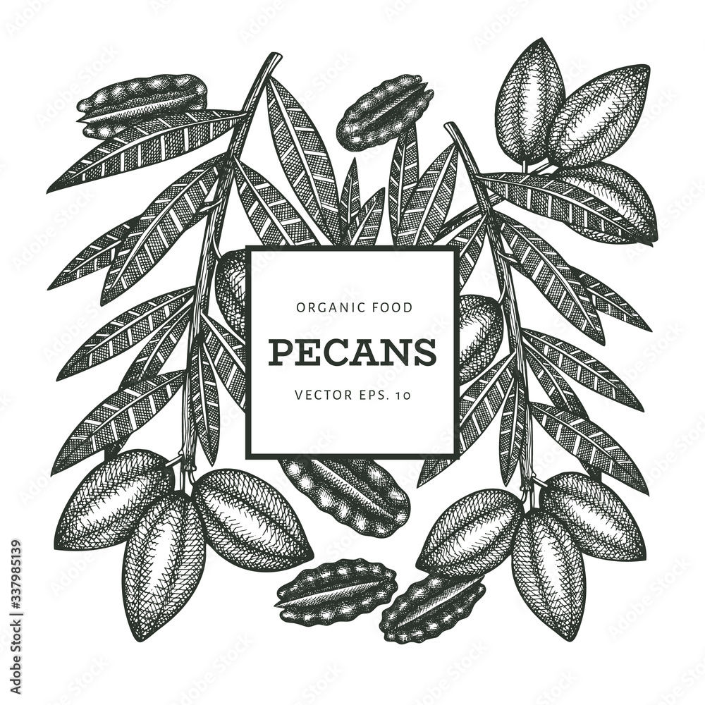 Hand drawn pecan branch and kernels design template. Organic food ...