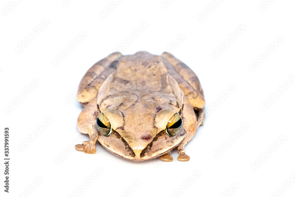 Image of Common tree frog, four-lined tree frog, golden tree frog ...
