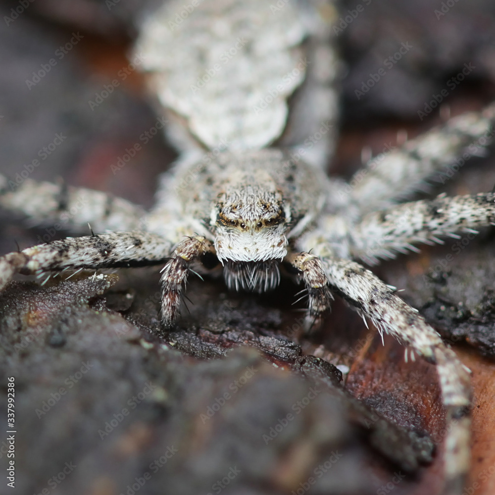 Philodromus margaritatus, known as lichen running-spider, a crab spider ...