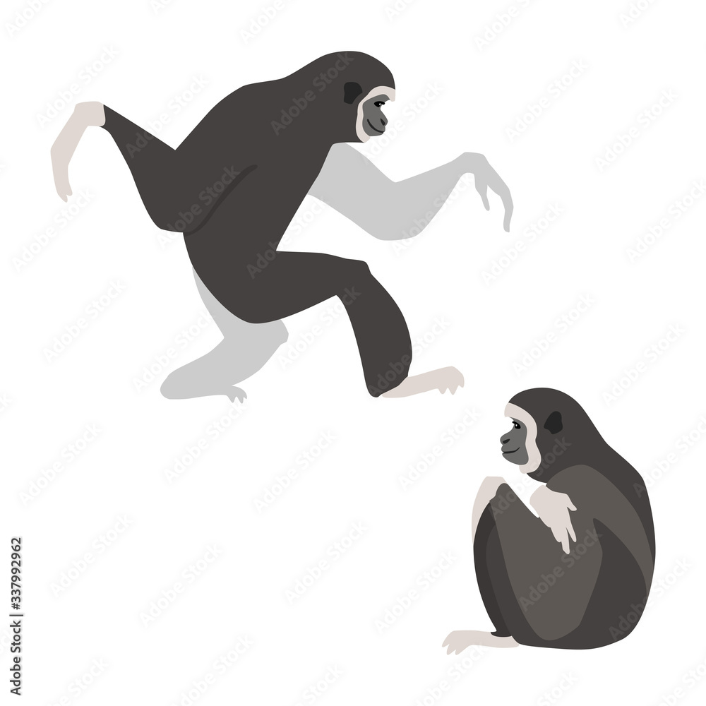 Two white-handed gibbons. Illustration of walking and sitting gibbons ...