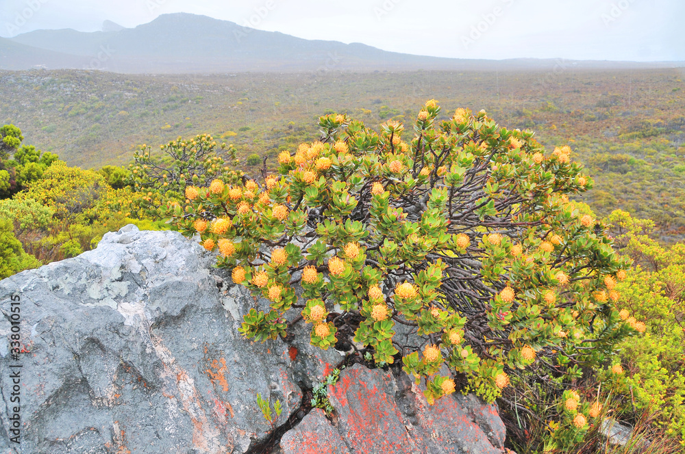 Fynbos - belt of natural shrubland vegetation located in the Cape ...