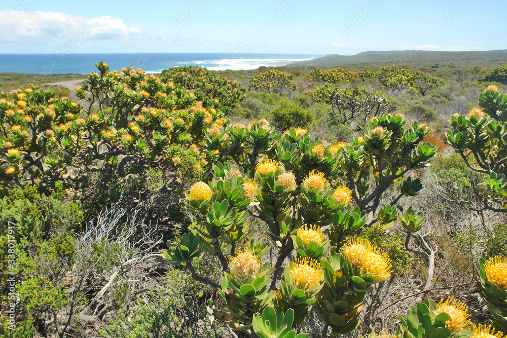 Fynbos - belt of natural shrubland vegetation located in the Cape ...
