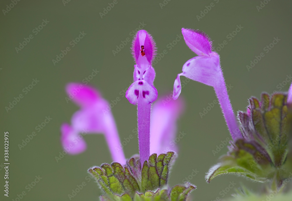 Foto de Lamium amplexicaule, henbit dead-nettle, common henbit, or ...