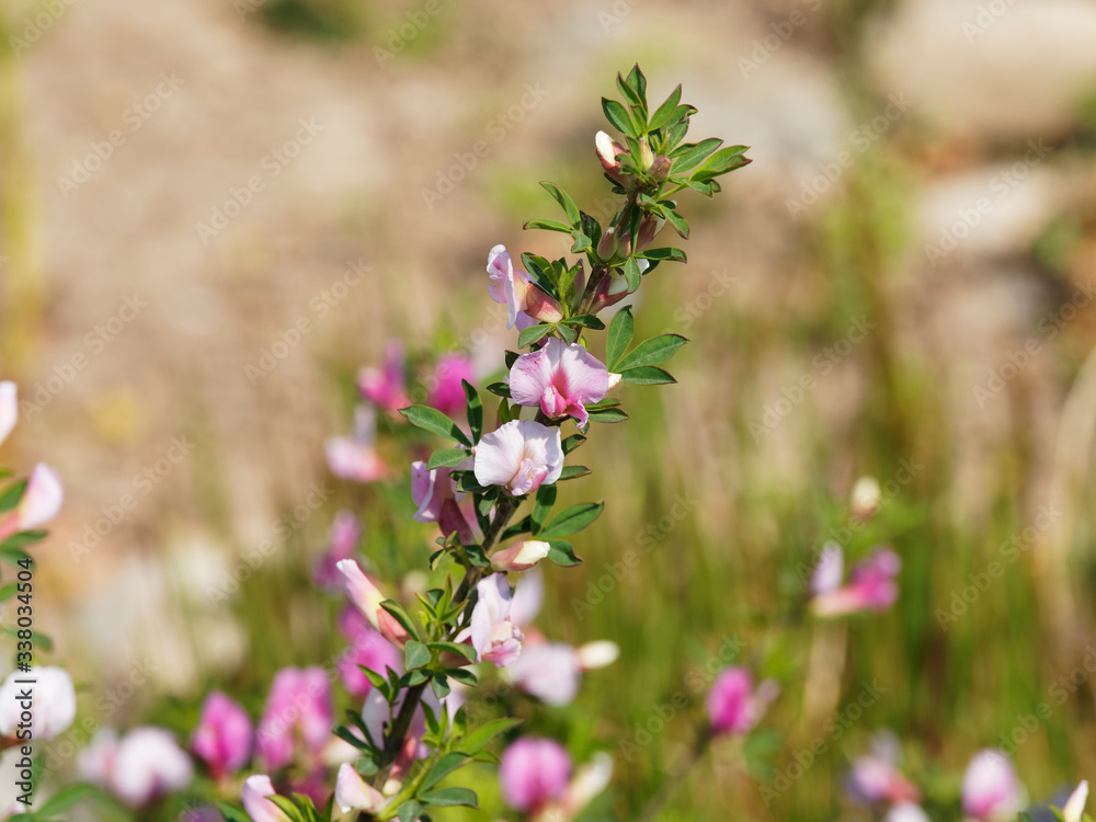 (Chamaecytisus purpureus) Rameaux vert et lisses du genêt ou cytise ...