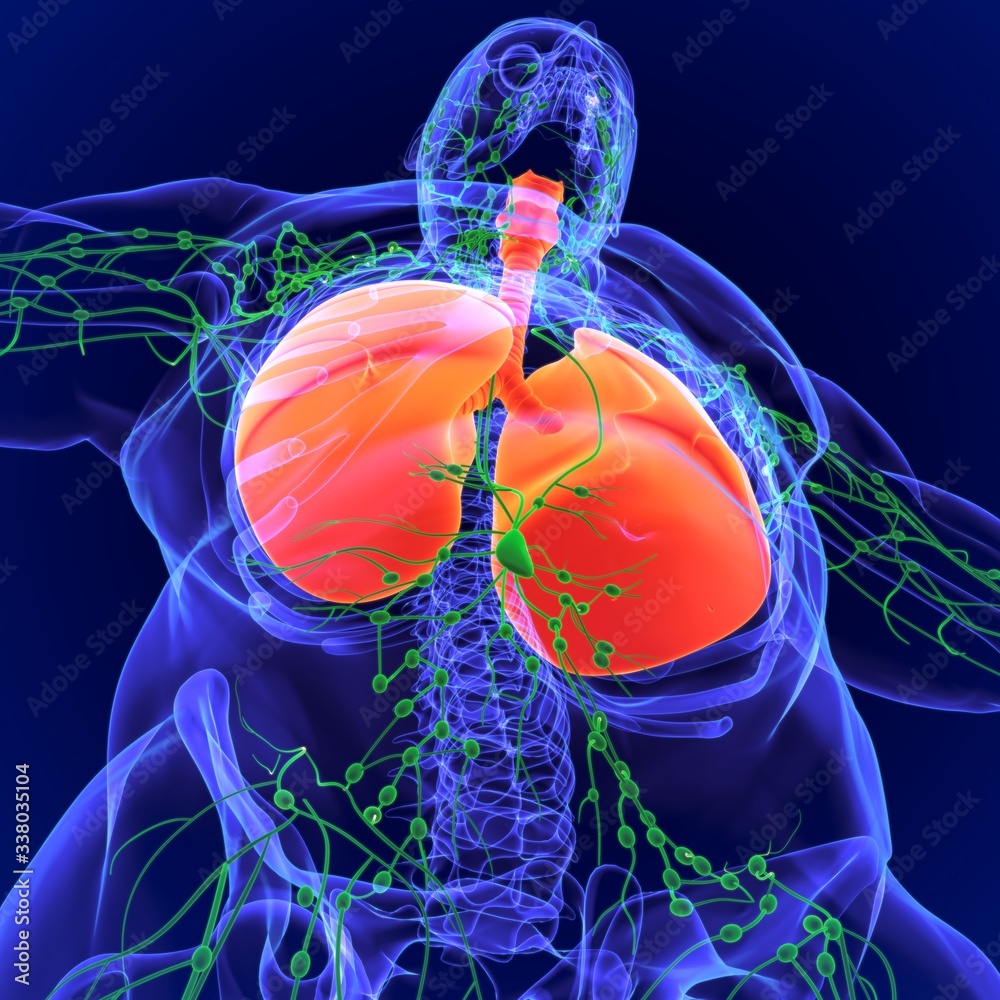 3D Illustration Human Lymph nodes Anatomy Stock Illustration | Adobe Stock