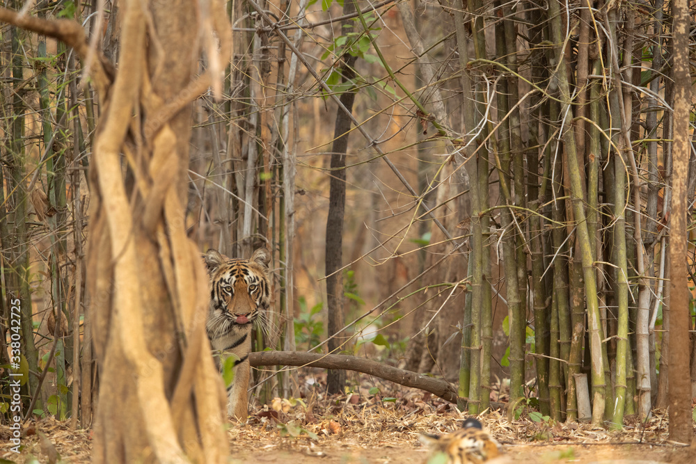 Foto de Tiger behind a tree coming out from bamboo forest at Tadoba ...