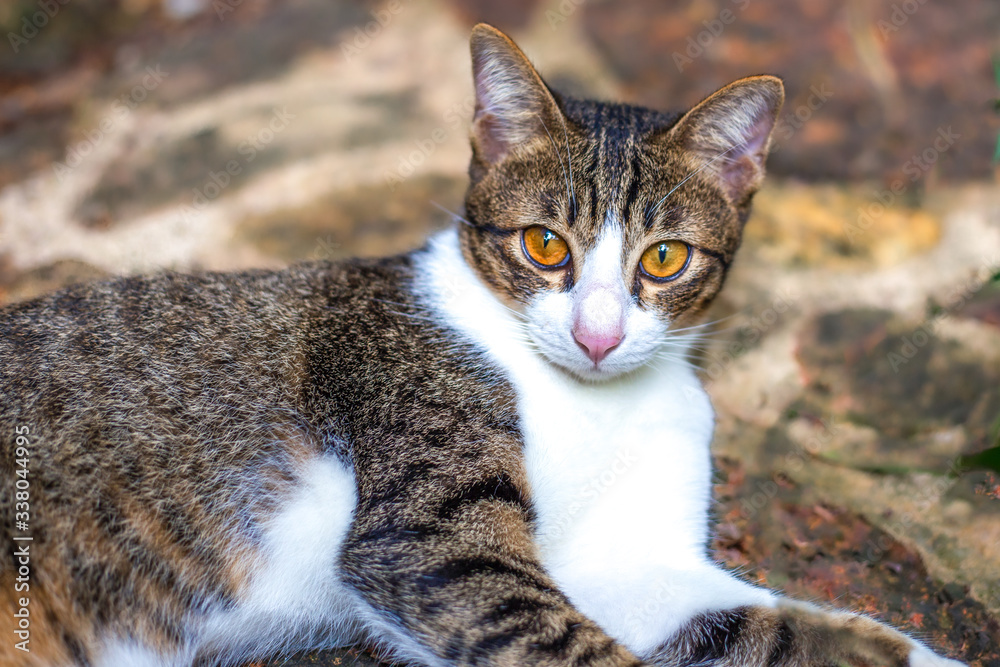 young white-brown cat lies on a path on the street Stock Photo | Adobe ...