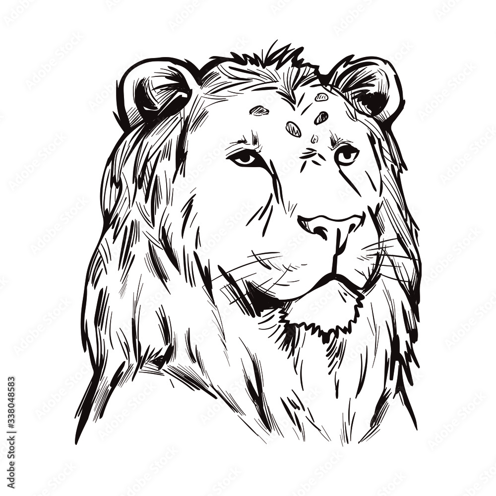 Tigon animal muzzle portrait in closeup. Animalistic drawing of tigon ...
