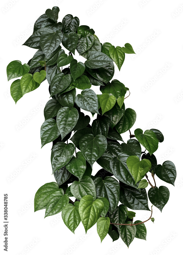 Tropical leaves, shrubs, leaves, sequins (Wild Betel Leafbush,Chaplo ...