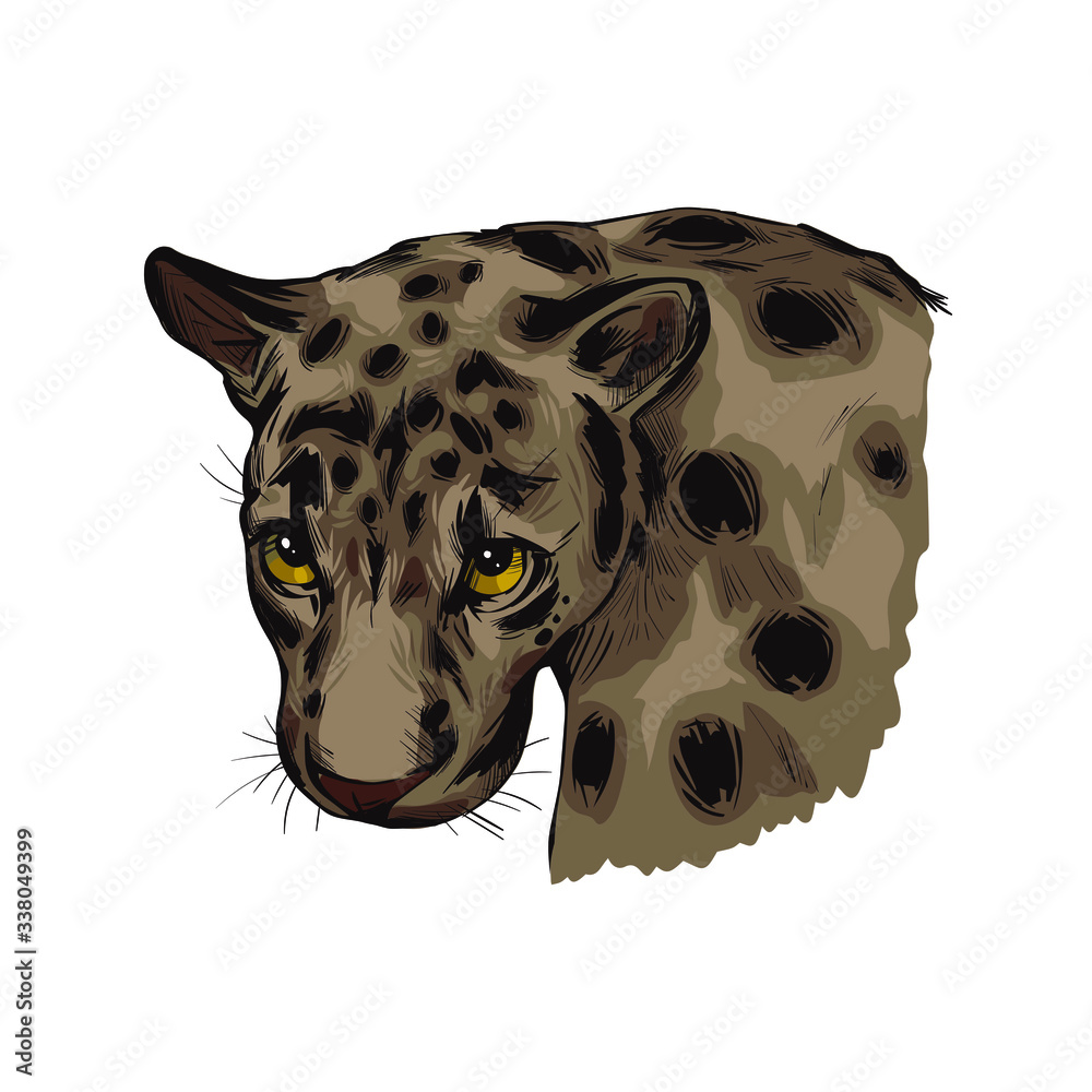 Sunda clouded leopard muzzle portrait closeup. Neofelis diardi animal ...