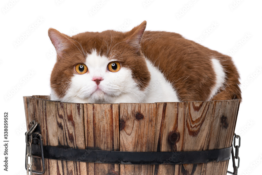 Rare color British cat sitting in a wooden bucket isolated on white ...