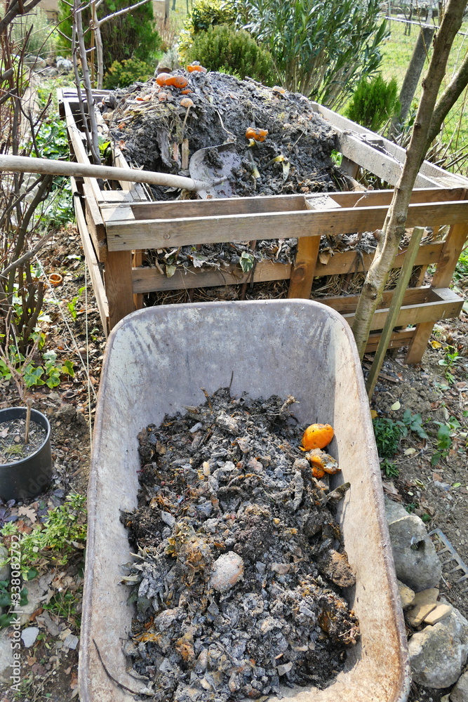 Compost and wheelbarrow with common earth worms - humus produced by ...