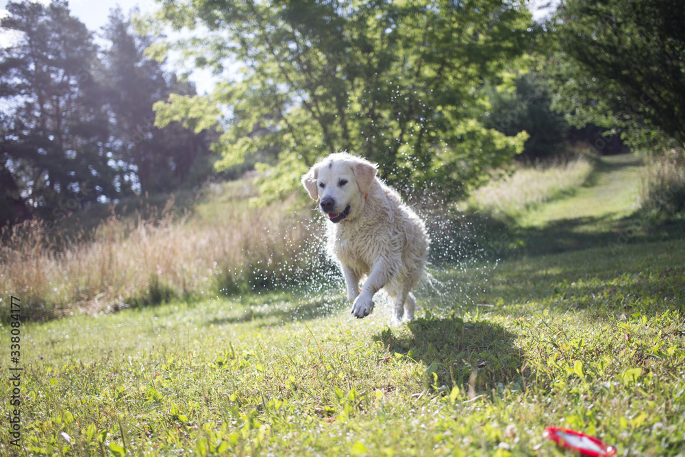 Pies biegnie po plaży nad jeziorem. Golden z aportem, lato w Polsce ...
