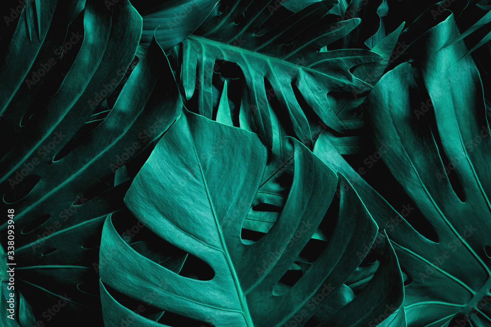 closeup nature view of green monstera leaf background. Flat lay, dark ...
