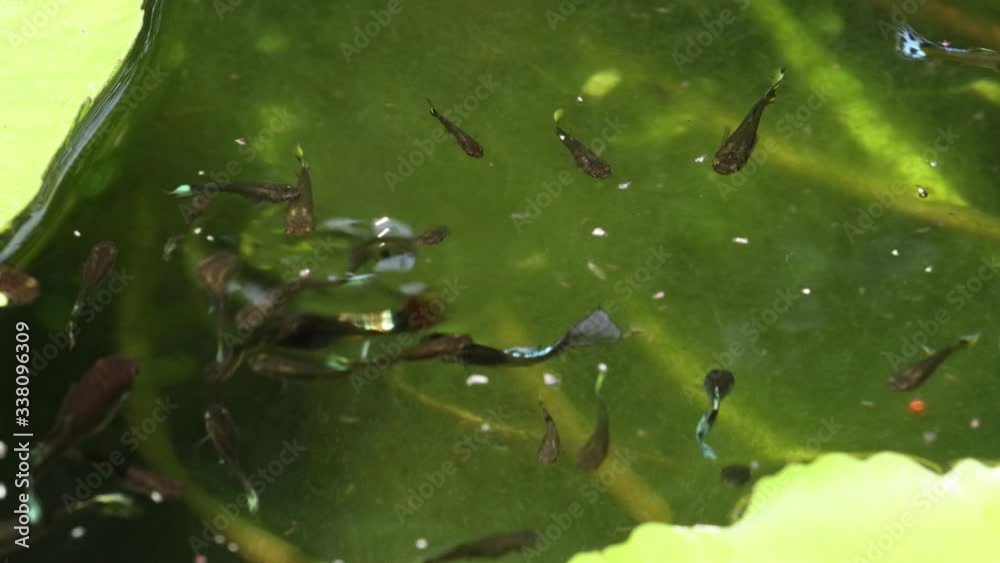 Life born fish is swimming under surface of natural pond. Tropical fish ...