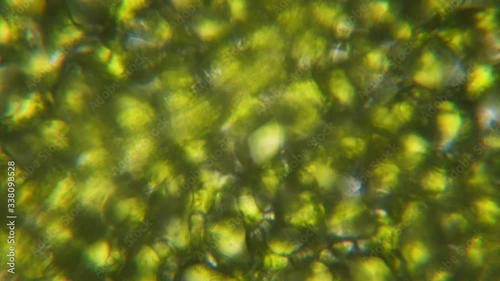 Chloroplast under a microscope. Cell division. Cell structure. Cell division. View of leaf ...