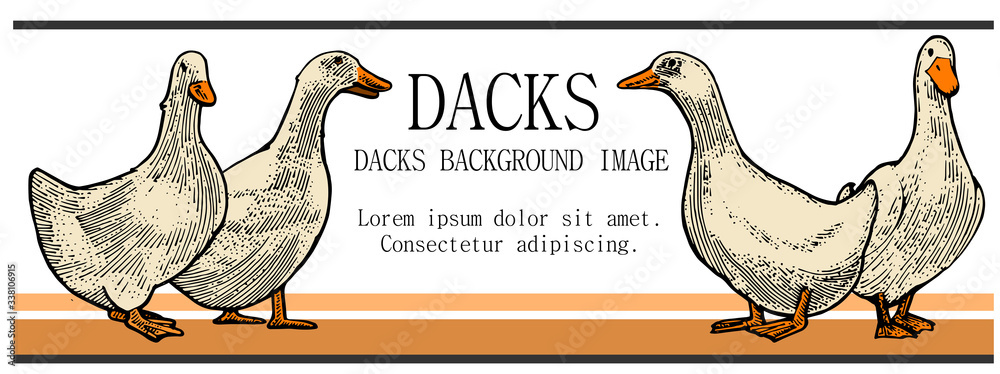 Domestic ducks. Retro style. Label design for farmer duck meat products ...