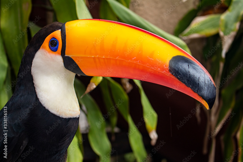Tucan TRD Stock Photo | Adobe Stock