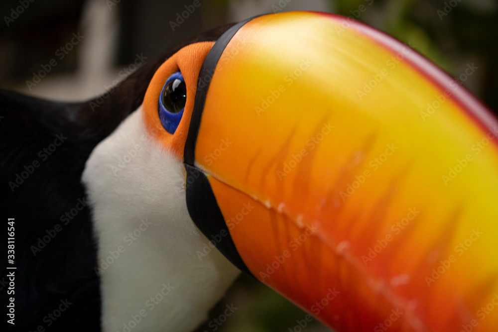 Tucan TRD Stock Photo | Adobe Stock