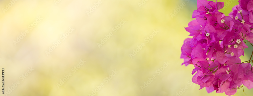 Close up nature beautiful view pink Bougainvillea on blurred greenery ...